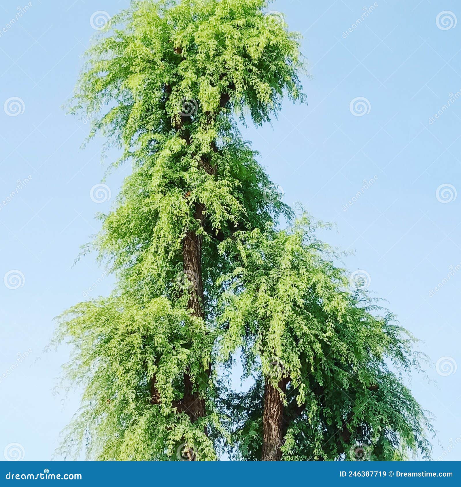 Tree stock image. Image of tree, good, nice, beautiful - 246387719
