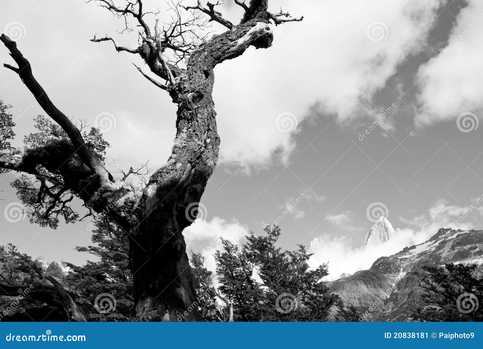 Tree with a good view stock image. Image of adventure - 20838181