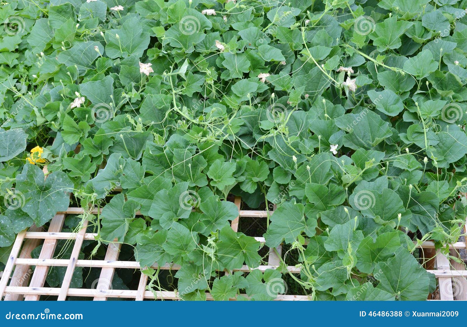 Tree of gourd plants stock photo. Image of bottle, agriculture - 46486388