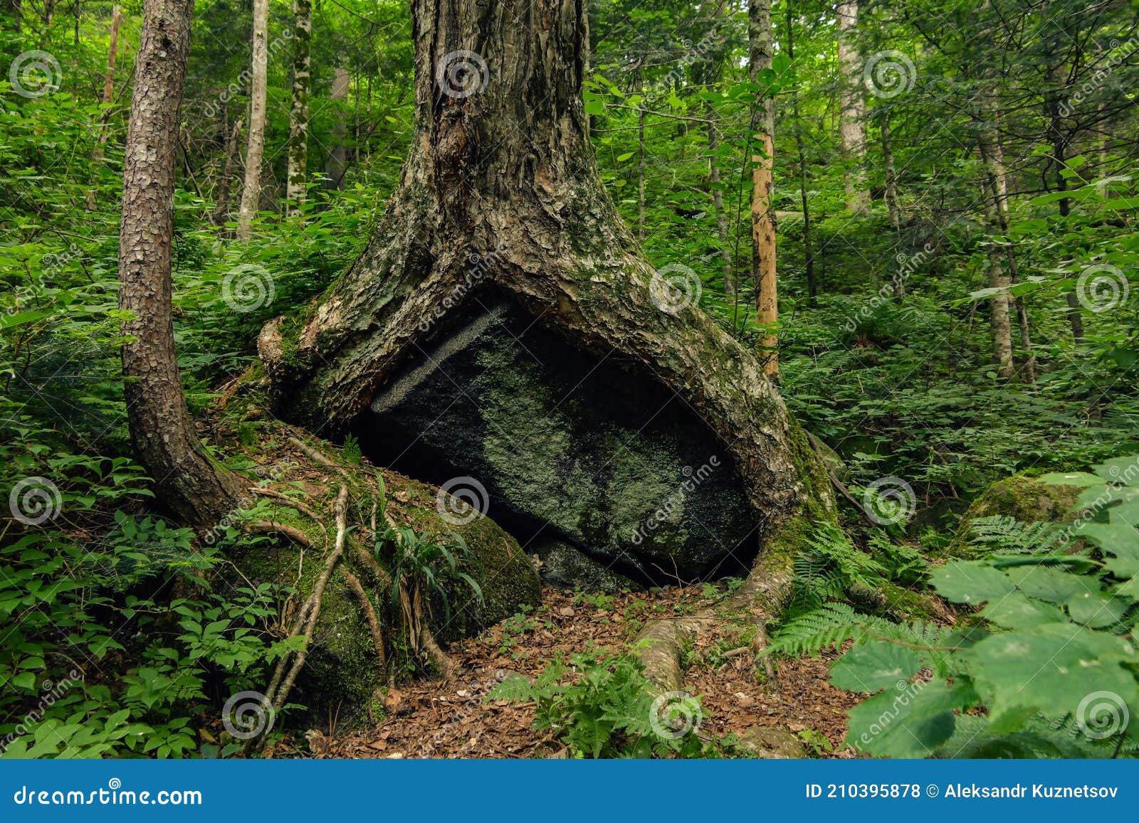 The Tree Grabbed the Huge Rock with Its Roots. Stock Photo - Image of ...