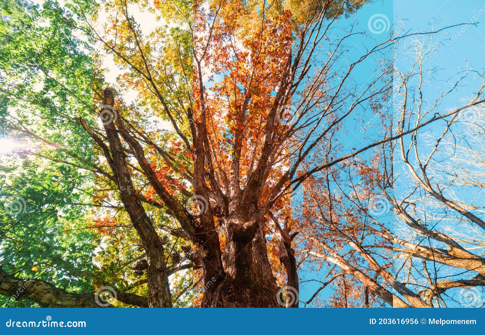Tree Gradually Changing from Summer To Winter Stock Photo - Image of ...