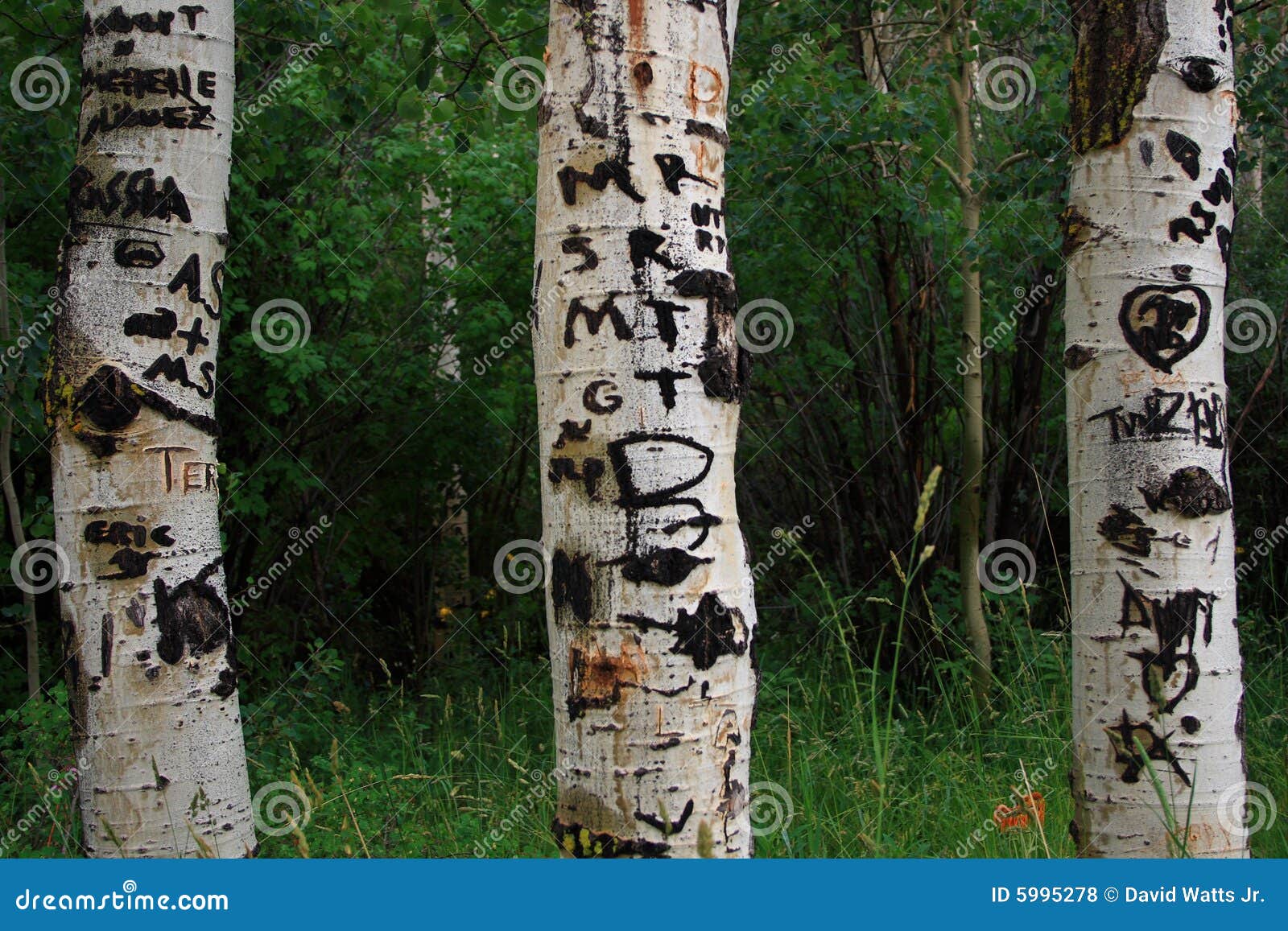 Tree Graffiti stock photo. Image of highway, cuchara, isabel - 5995278