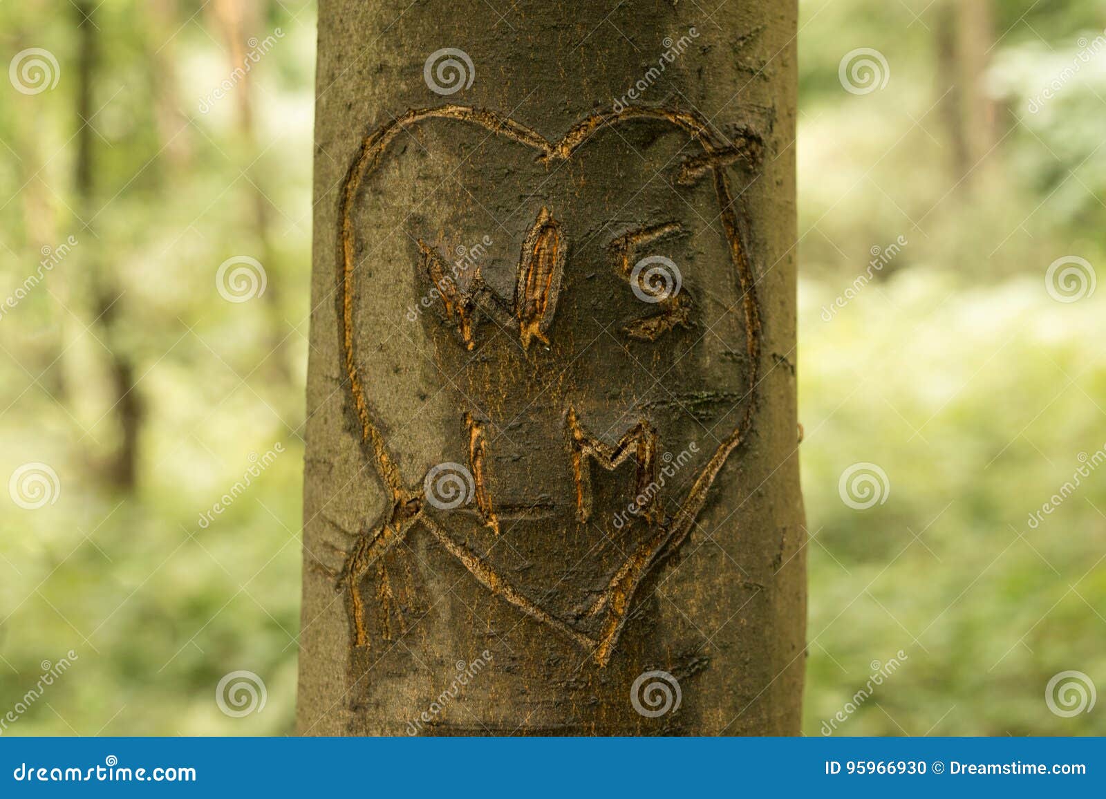 Tree graffiti stock photo. Image of tree, trunk, woods - 95966930