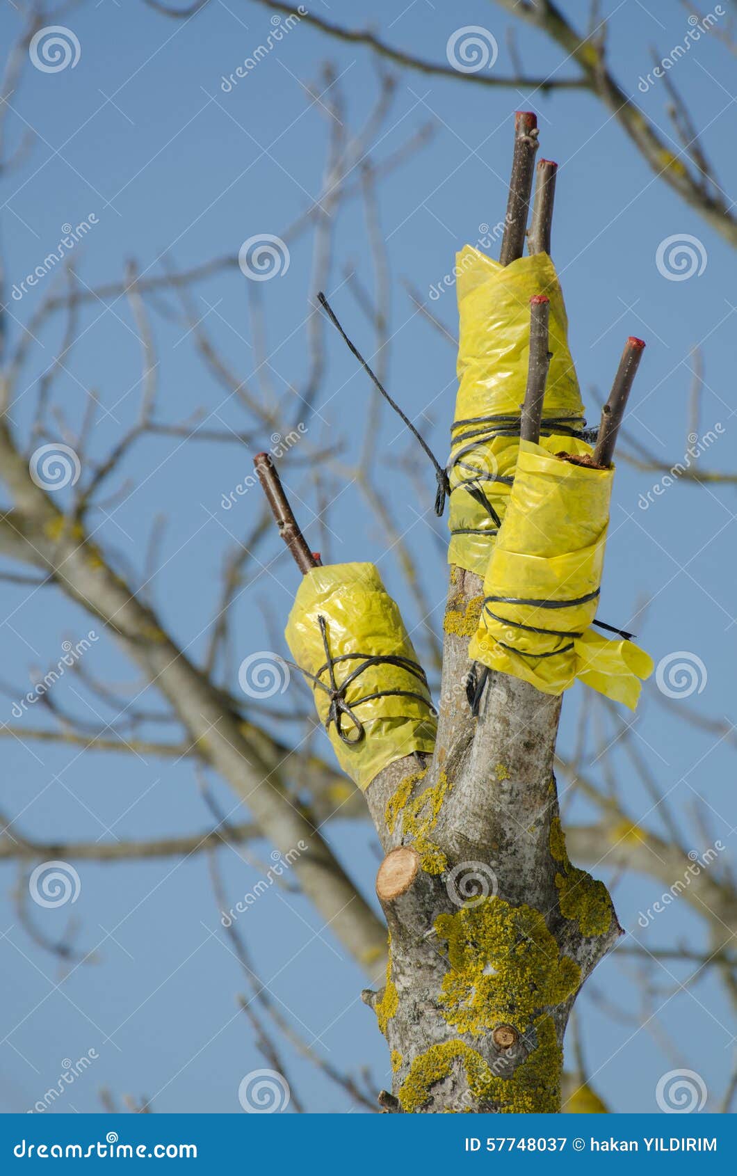 Tree graft technique stock image. Image of clip, tree - 57748037