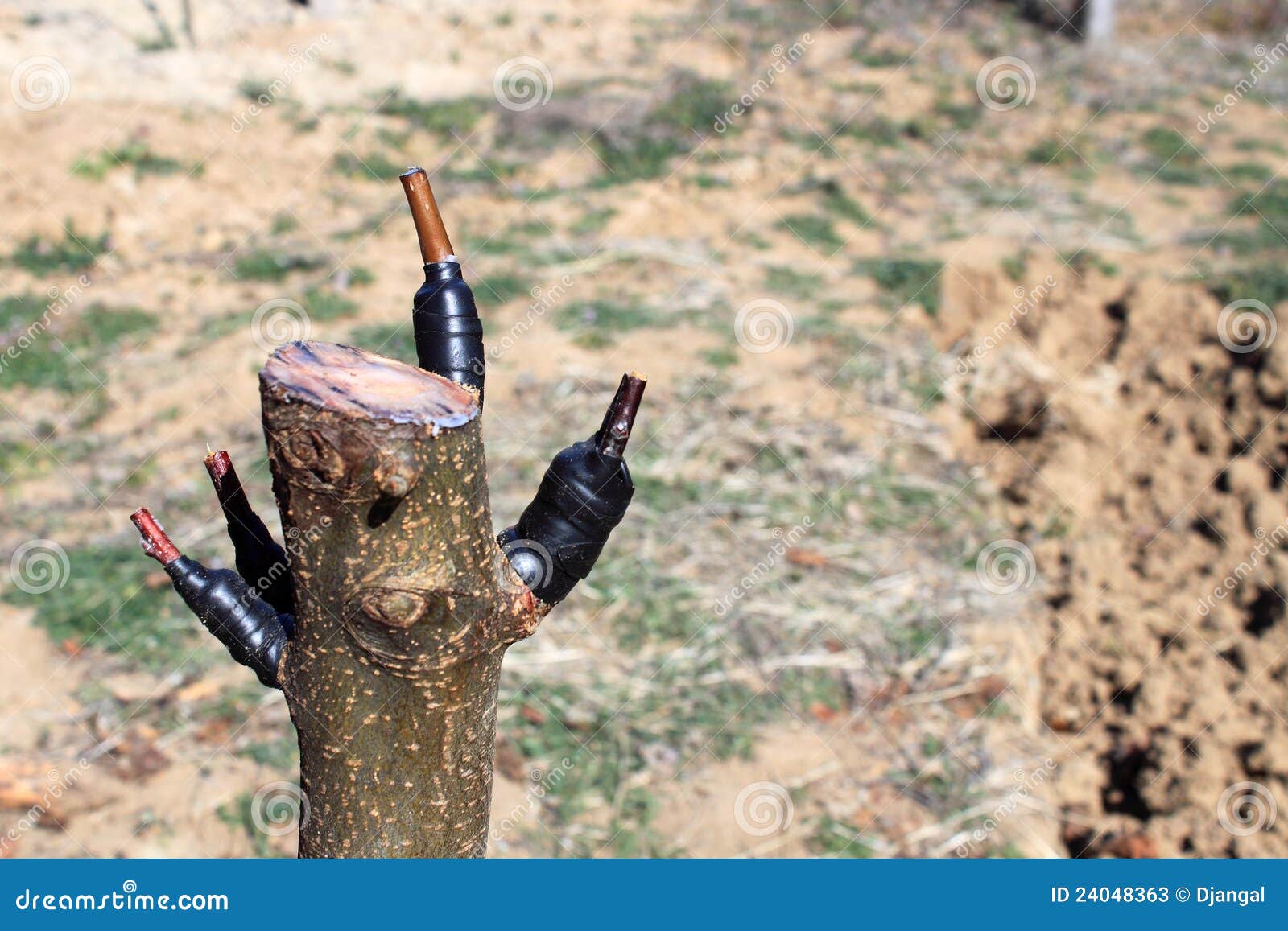 Tree grafting stock image. Image of grow, apple, engraft - 24048363