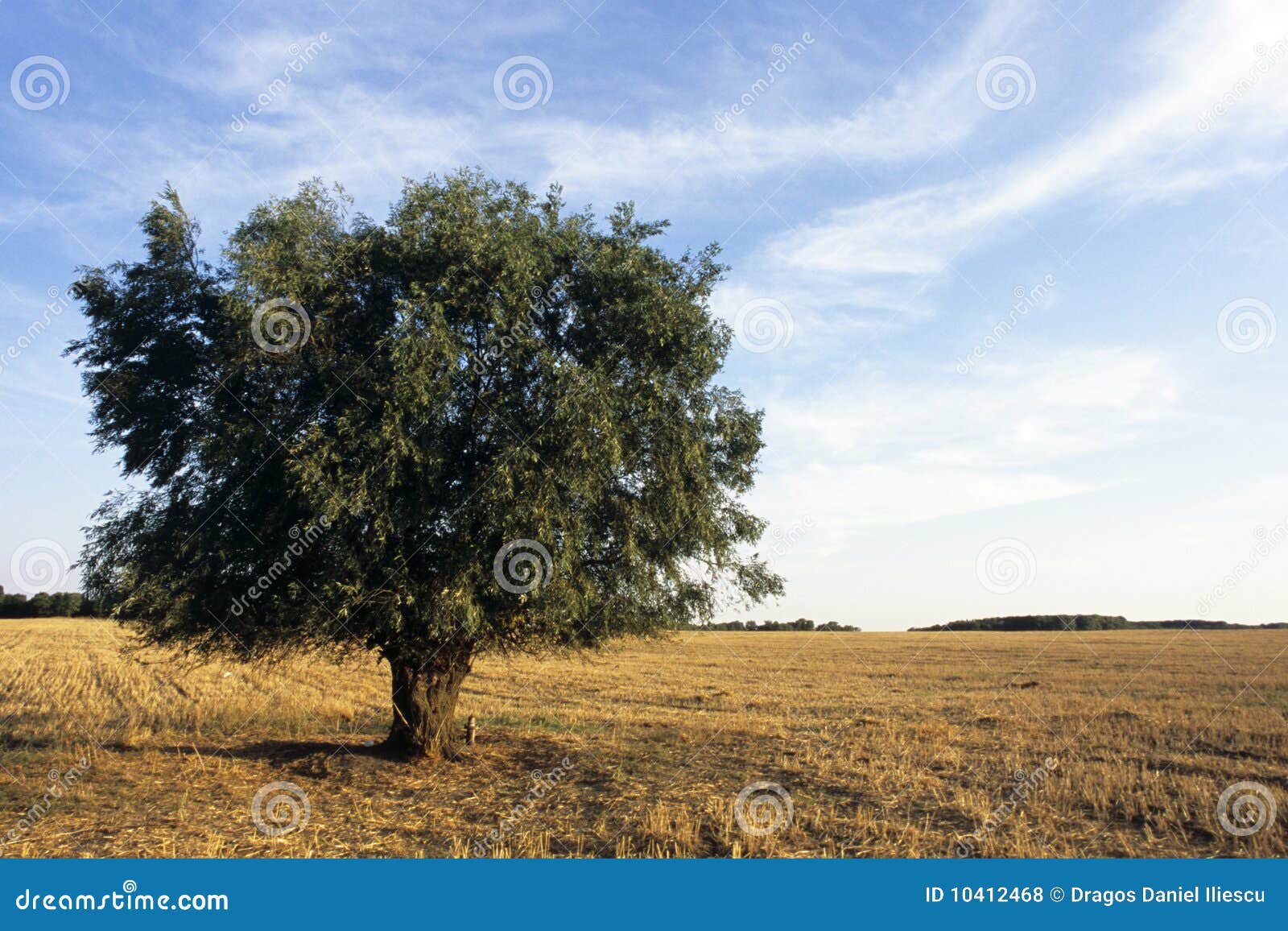 Tree in grain field stock photo. Image of rural, daytime - 10412468