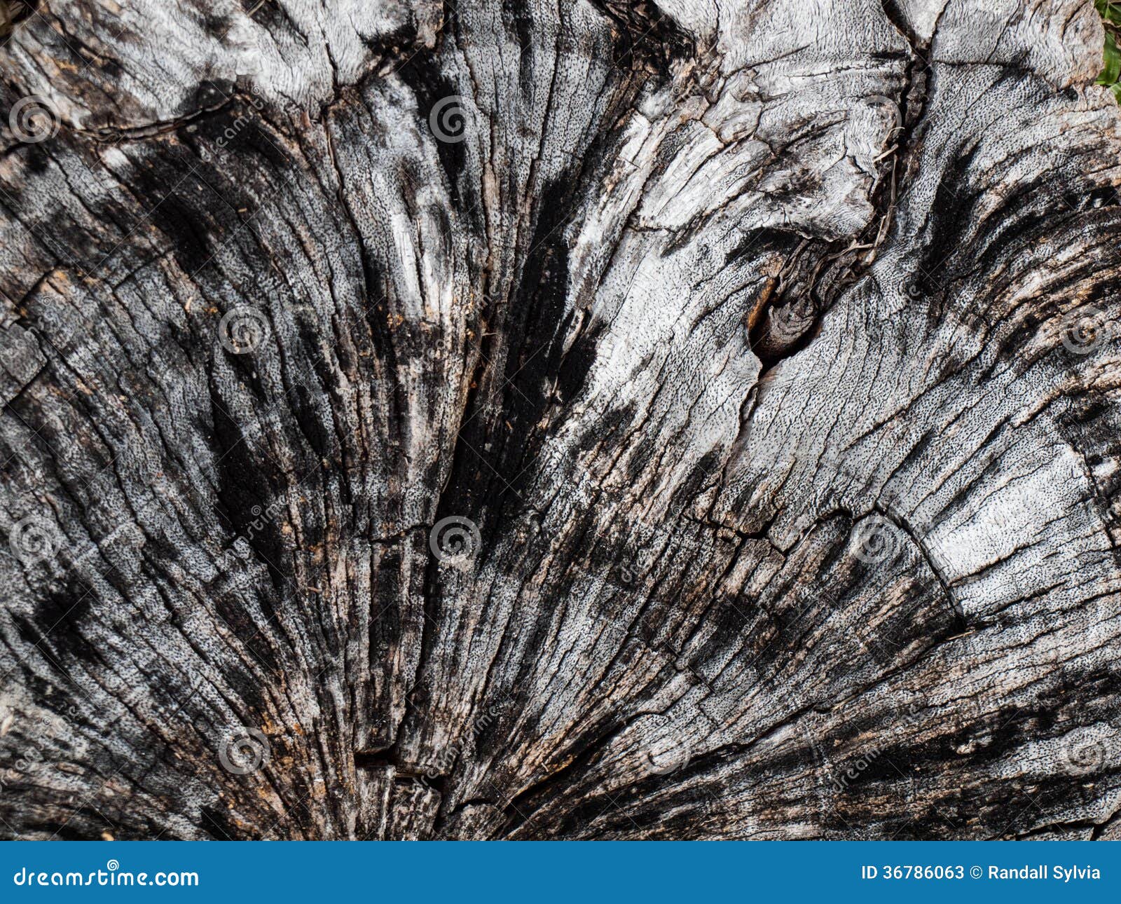 Tree Grain stock image. Image of white, woods, trunk - 36786063