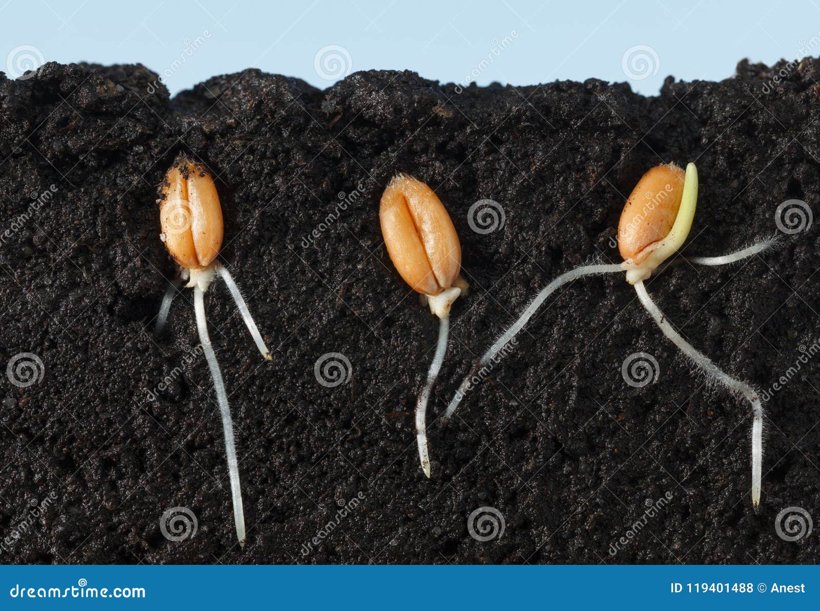Tree Grains Sprouted in the Ground Stock Photo - Image of roots ...