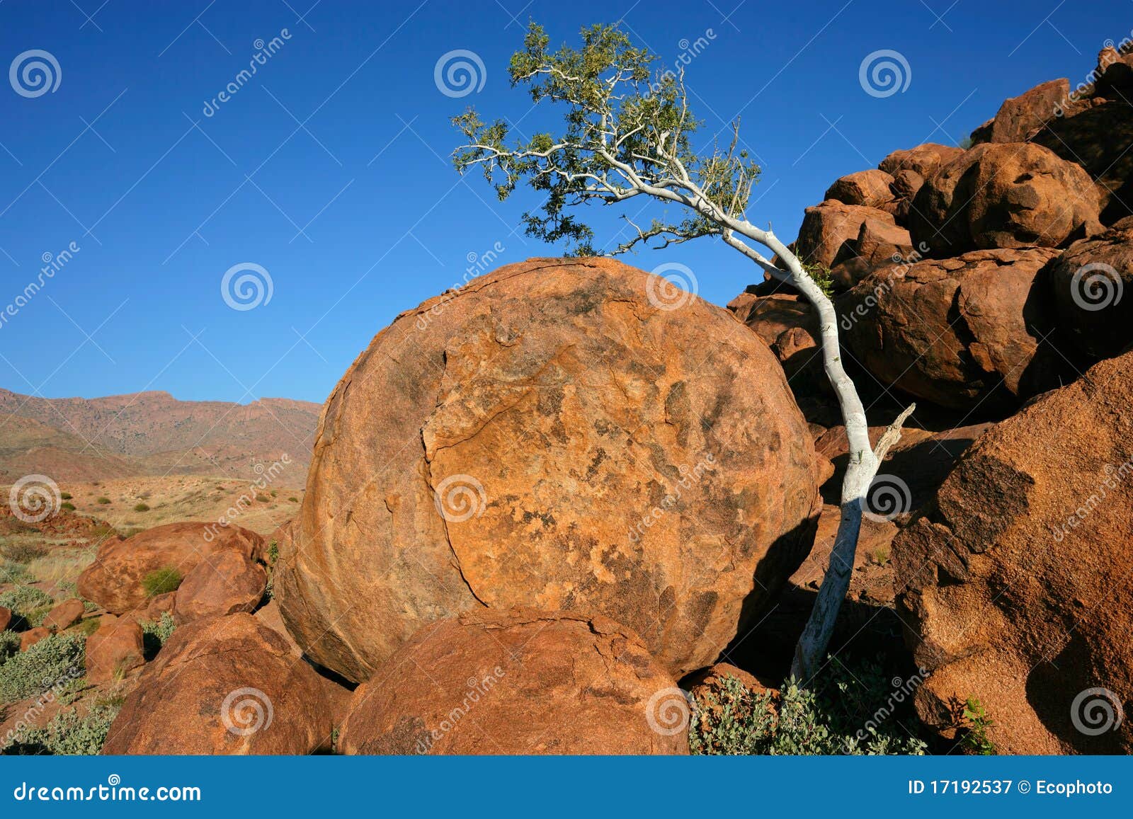 Tree and granite rocks stock image. Image of unspoiled - 17192537