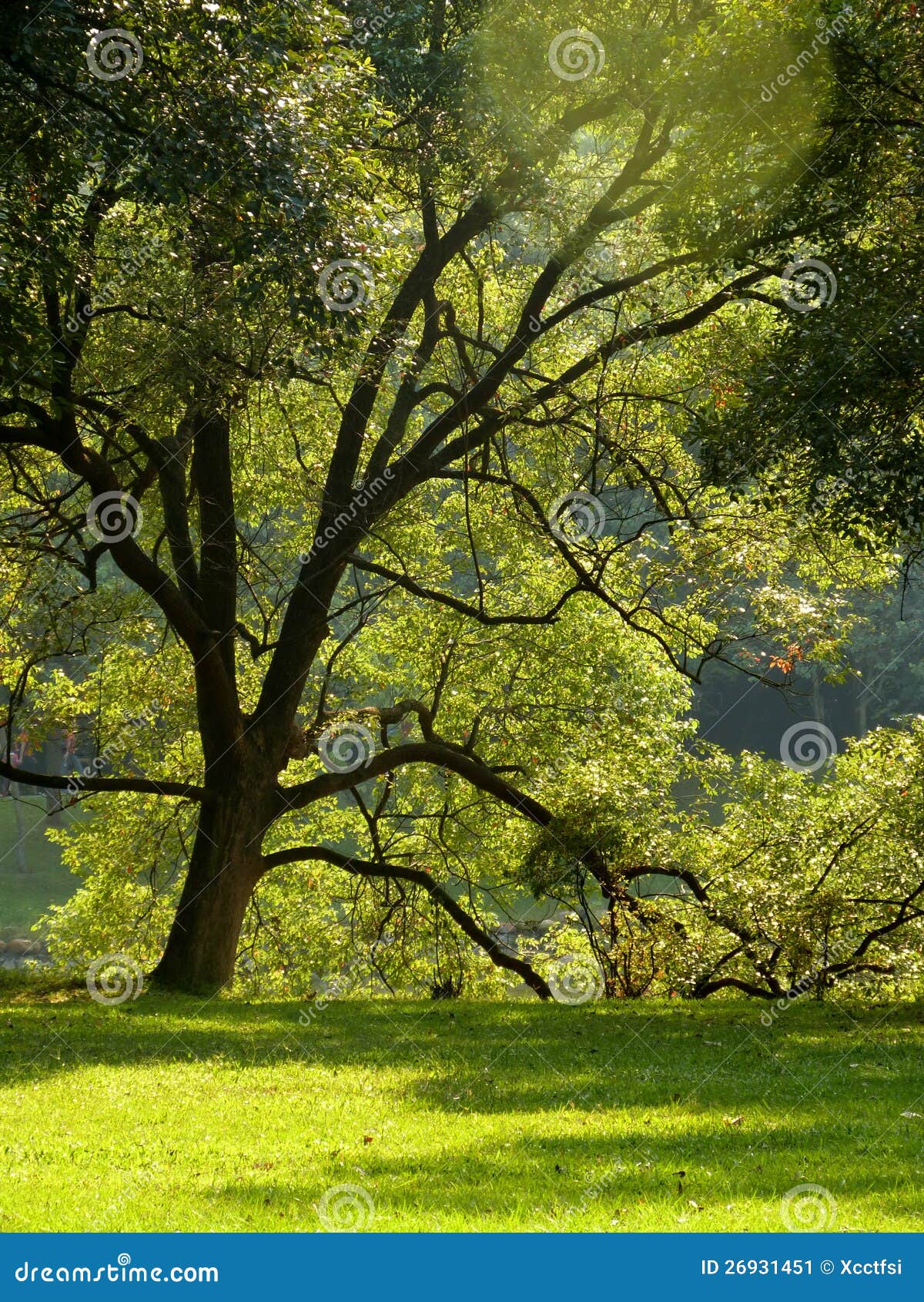 Tree and Grass Enjoying the Sunlight Stock Image - Image of leaves ...