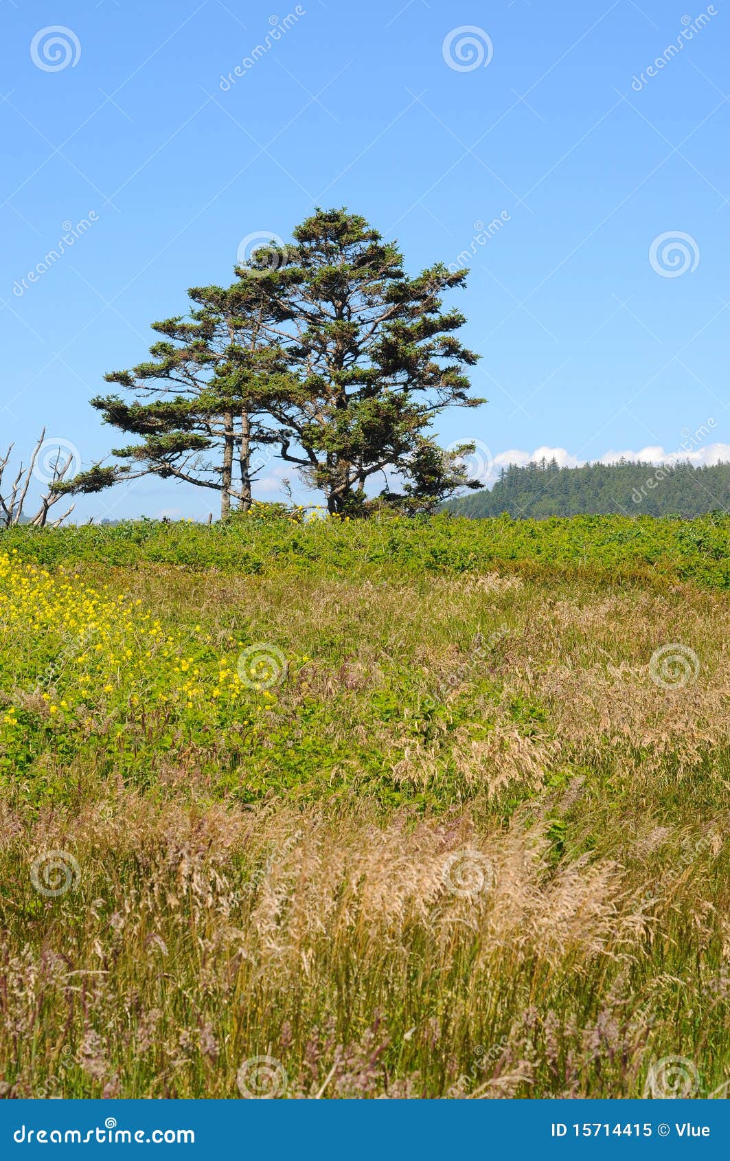 Tree in a grass field stock image. Image of lonely, flowers - 15714415
