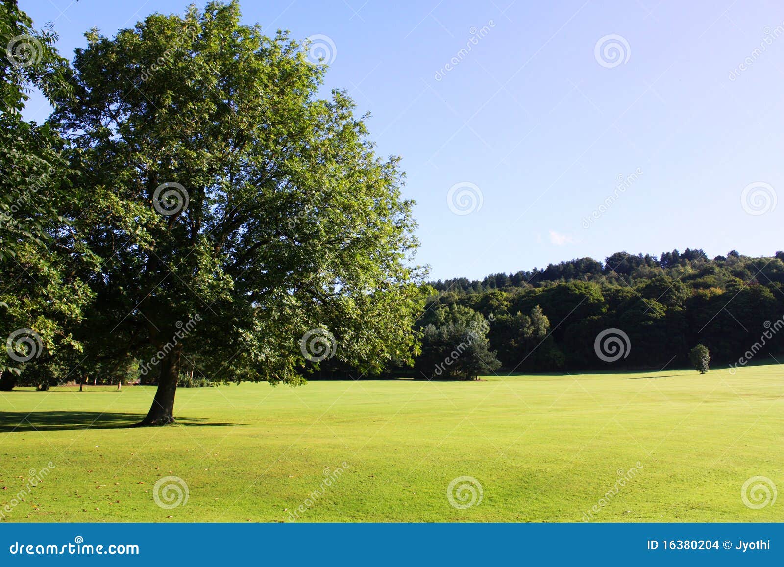 Tree and grass field stock photo. Image of village, trees - 16380204