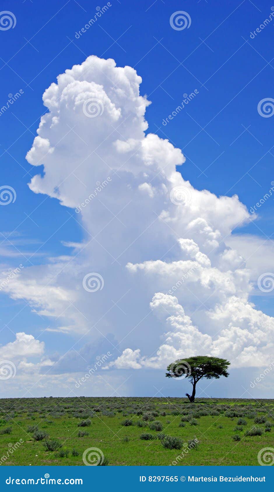 A Tree in a Grass Field with Cloud Background. Stock Image - Image of ...