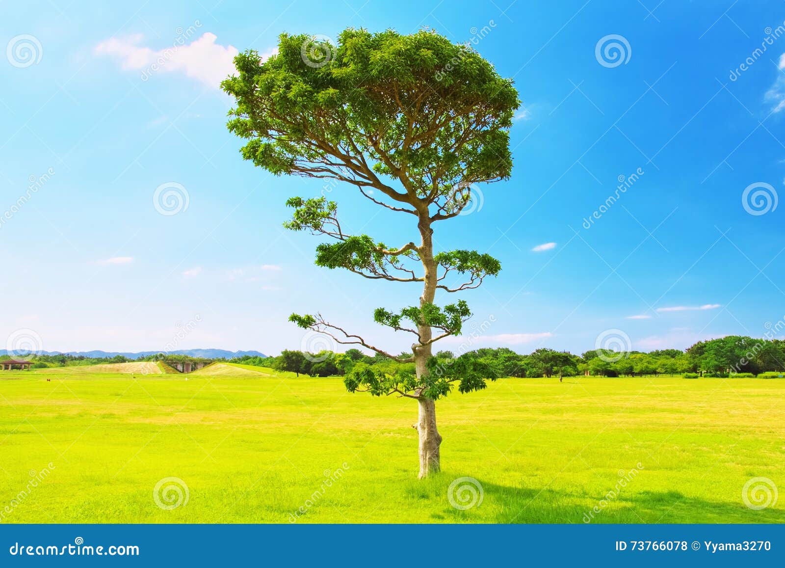 A tree in grass field stock photo. Image of grassfield - 73766078