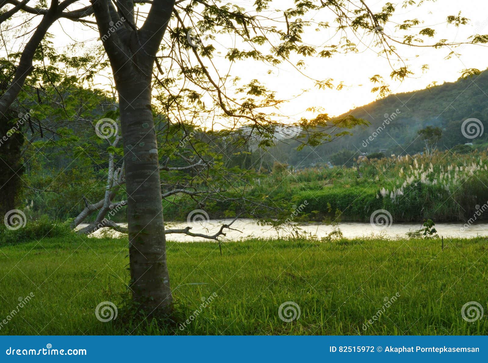 Tree and Grass Field Near River on Sunset Stock Photo - Image of dirt ...