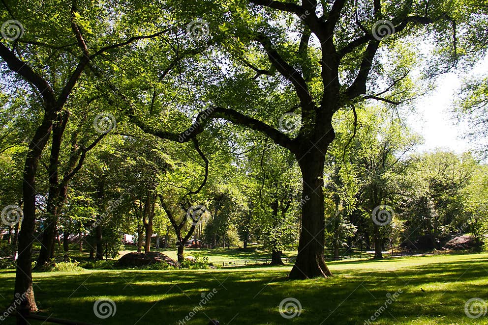 Tree and Grass Field at the Park in Daylight Stock Photo - Image of ...