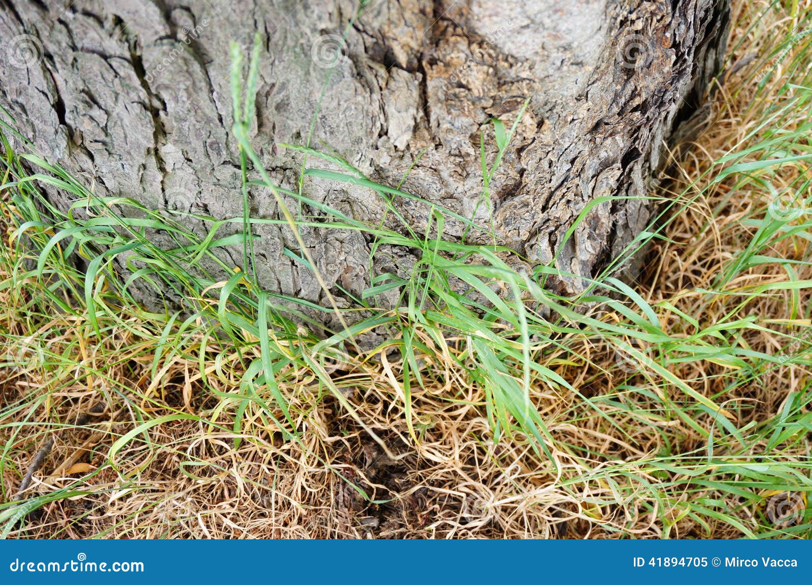 Tree and grass stock image. Image of grass, nature, plant - 41894705