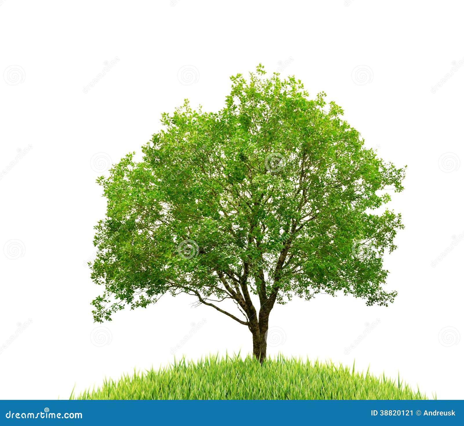 Tree In A Grass Field Royalty-Free Stock Photography | CartoonDealer ...