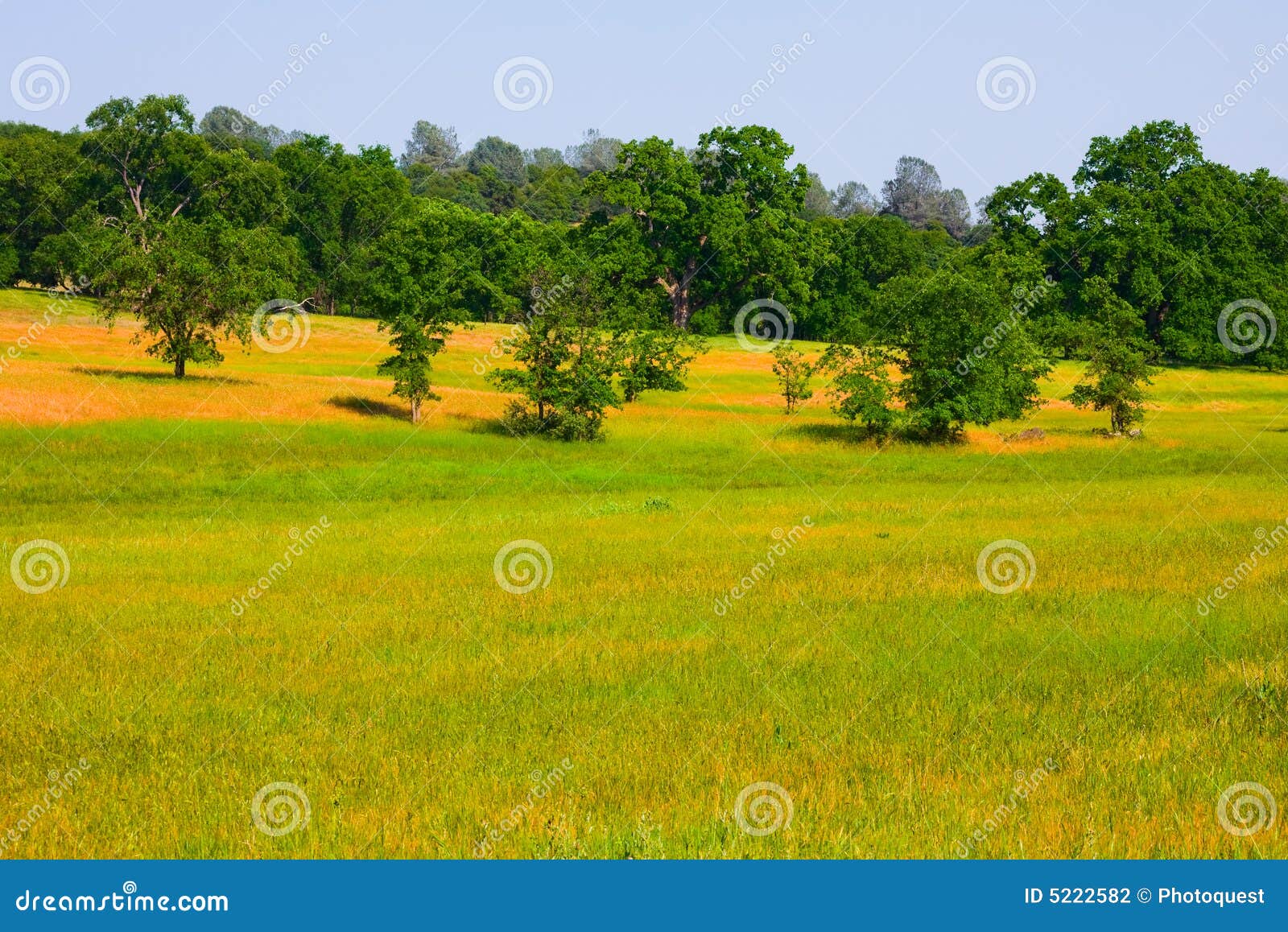 Tree And Grass Landscape Stock Photography - Image: 5222582