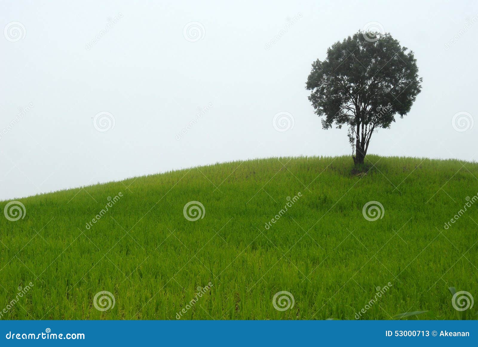 Tree stock image. Image of mountain, tree, area, landscape - 53000713