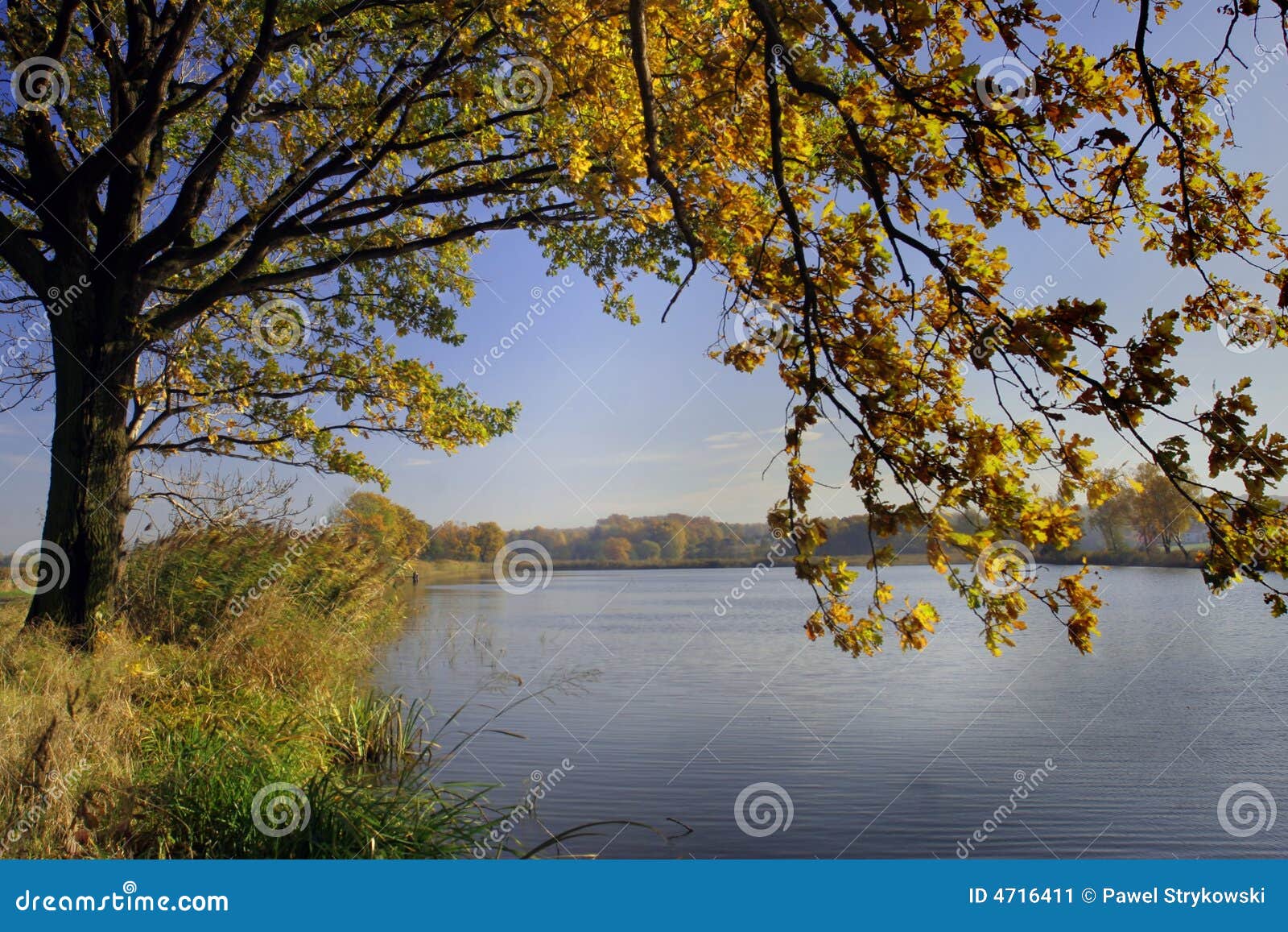 Tree and Grass Near the River Stock Image - Image of midday, aqua: 4716411