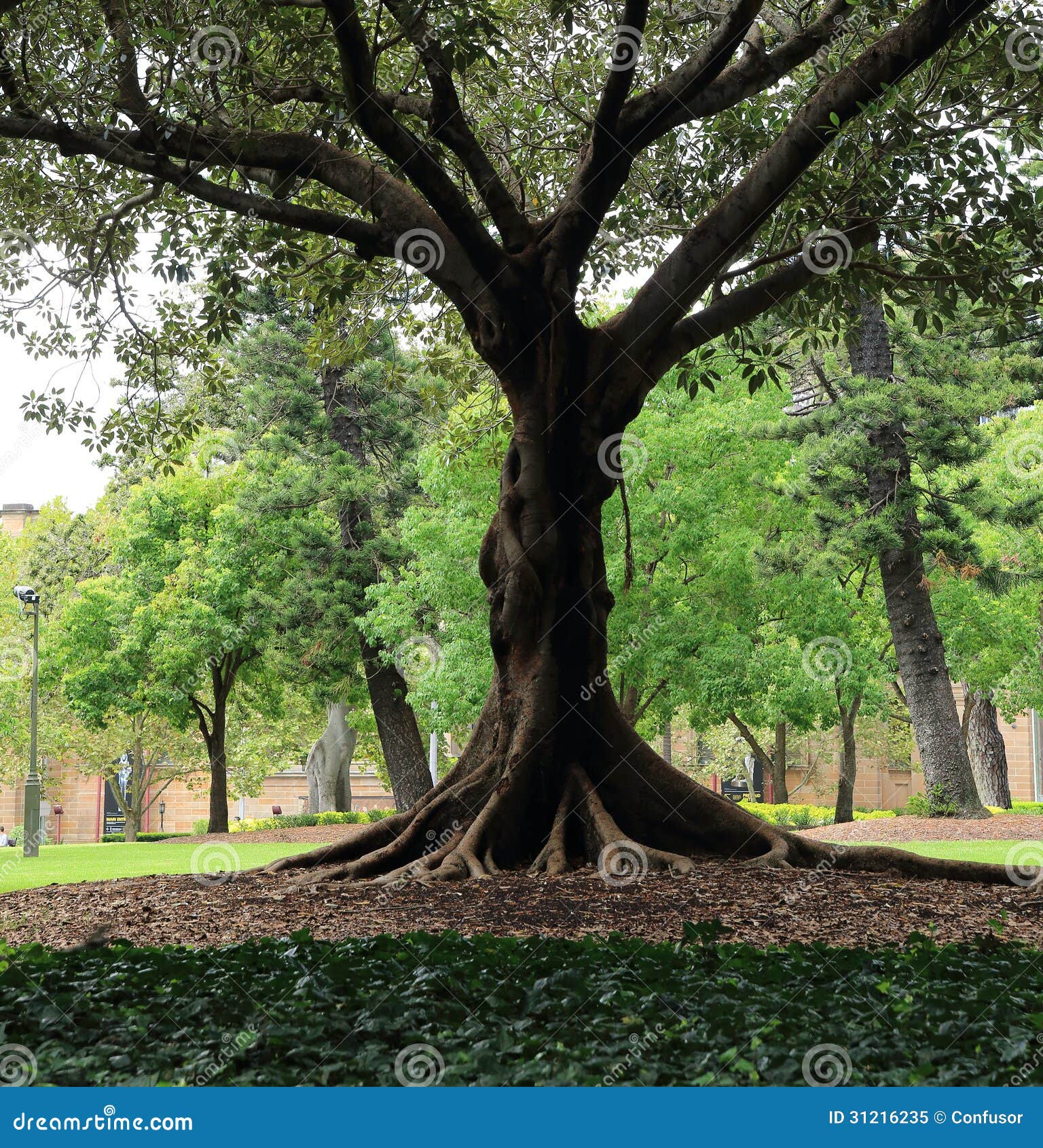 Tree with grass in a park stock image. Image of spring - 31216235