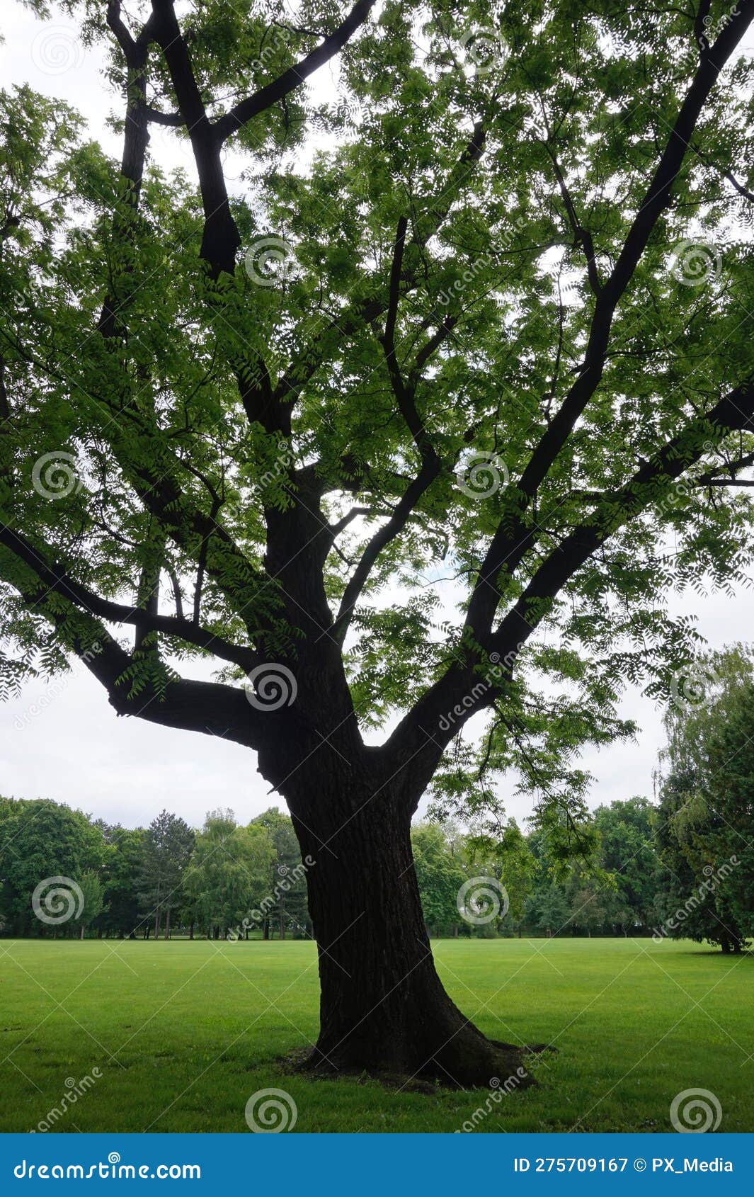 Single Tree and Green Grass in Park Stock Image - Image of branch ...