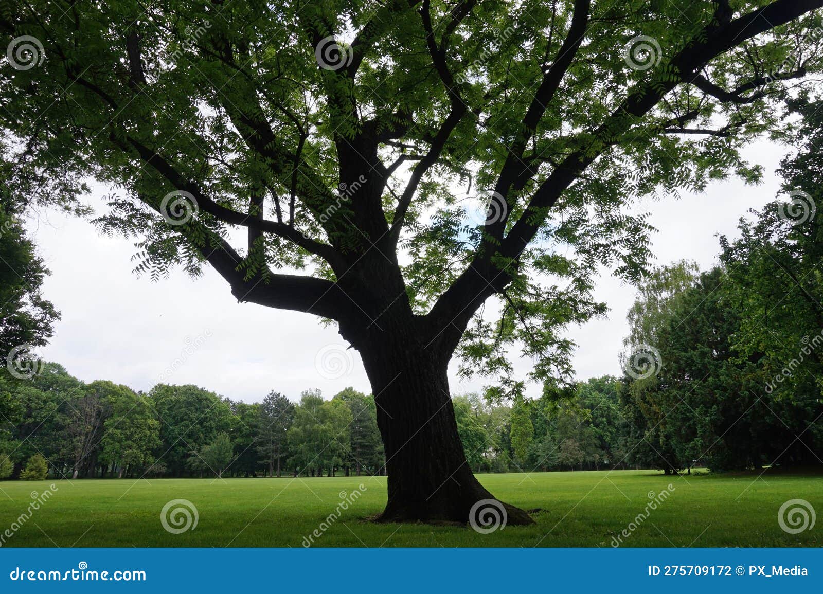 Single Tree and Green Grass in Park Stock Photo - Image of summer ...
