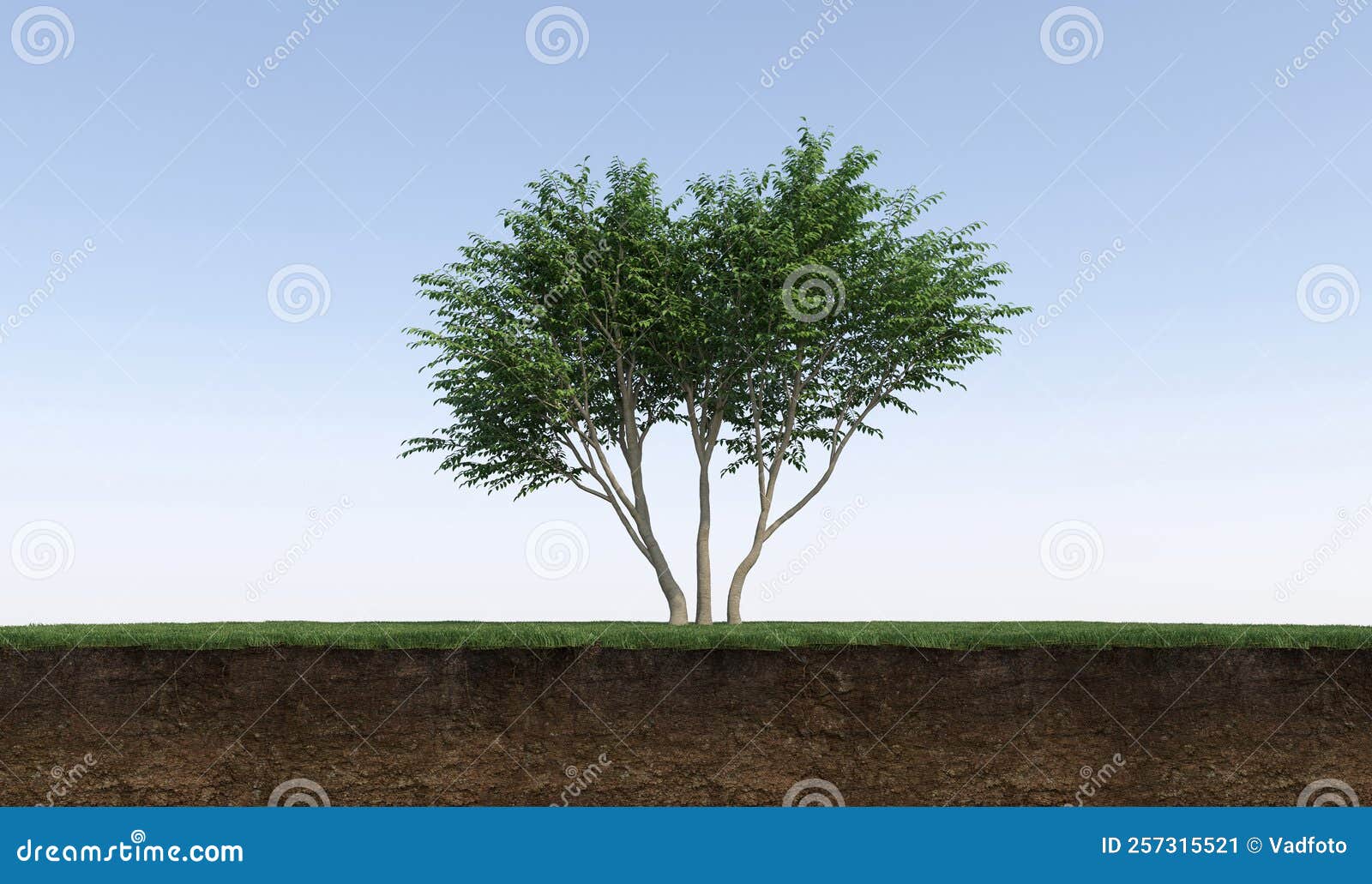 Deciduous Tree and Soil Cut Under it, 3d Render Stock Illustration ...
