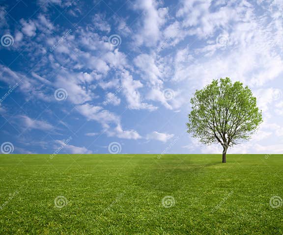 Tree and grass in spring stock image. Image of fresh - 18285409