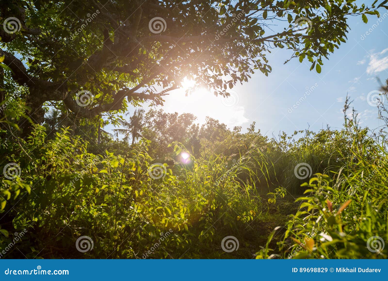 Tree and grass at sunrise stock image. Image of grass - 89698829