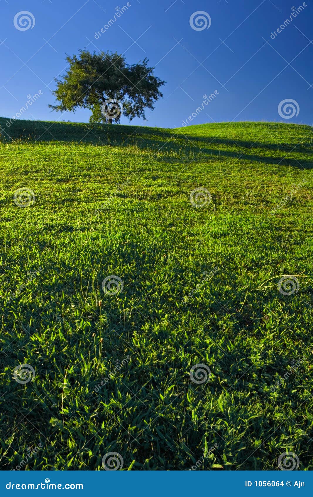 Tree on Grassland stock photo. Image of green, idyllic - 1056064