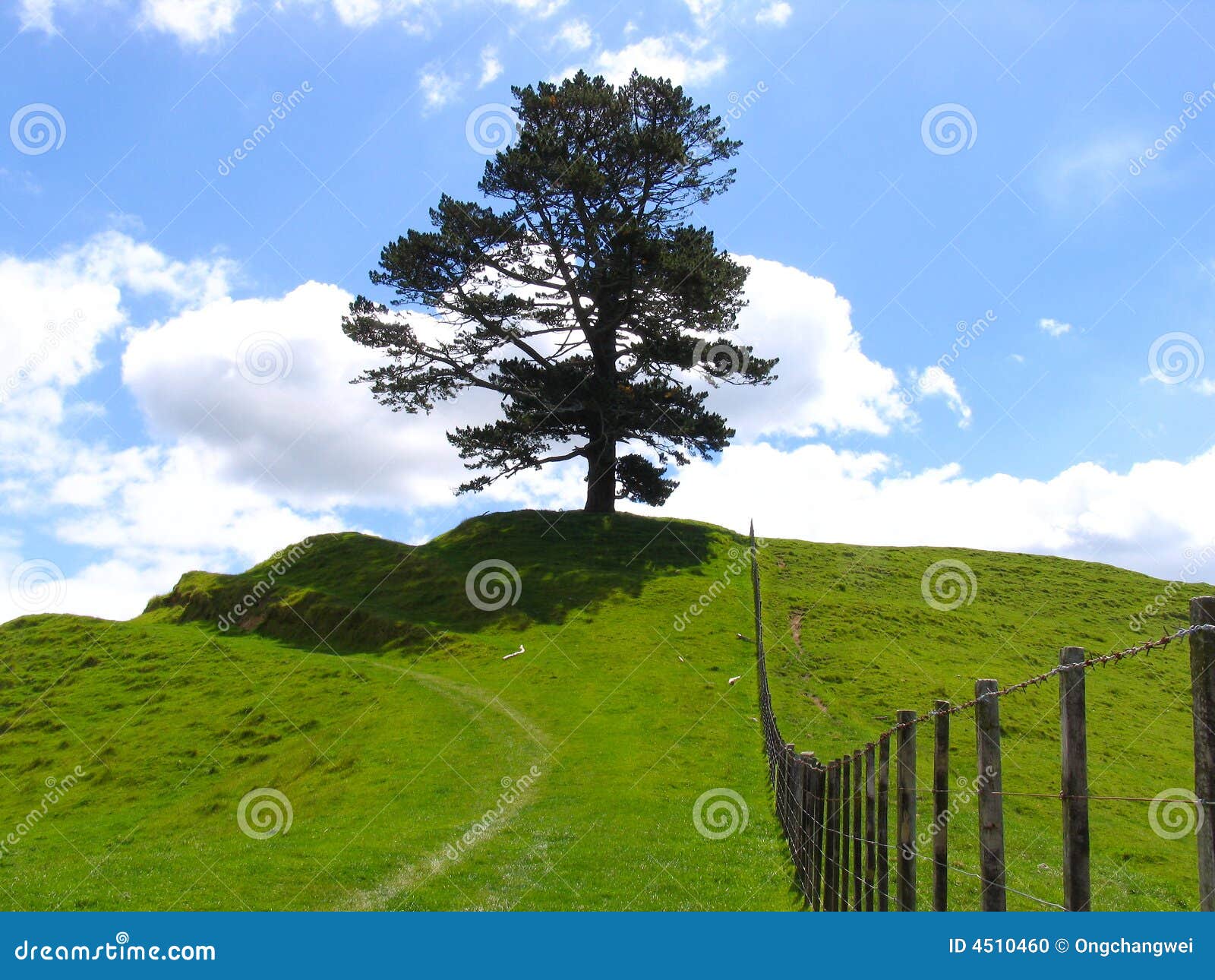 Tree and Grassland stock photo. Image of land, grass, cloud - 4510460