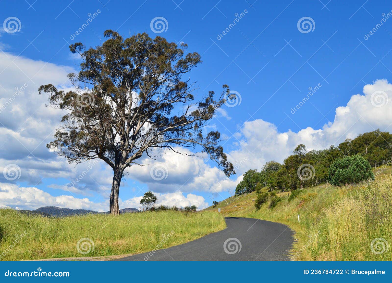 A Tree on a Grassy Hill Near Hartley, NSW Stock Photo - Image of ...