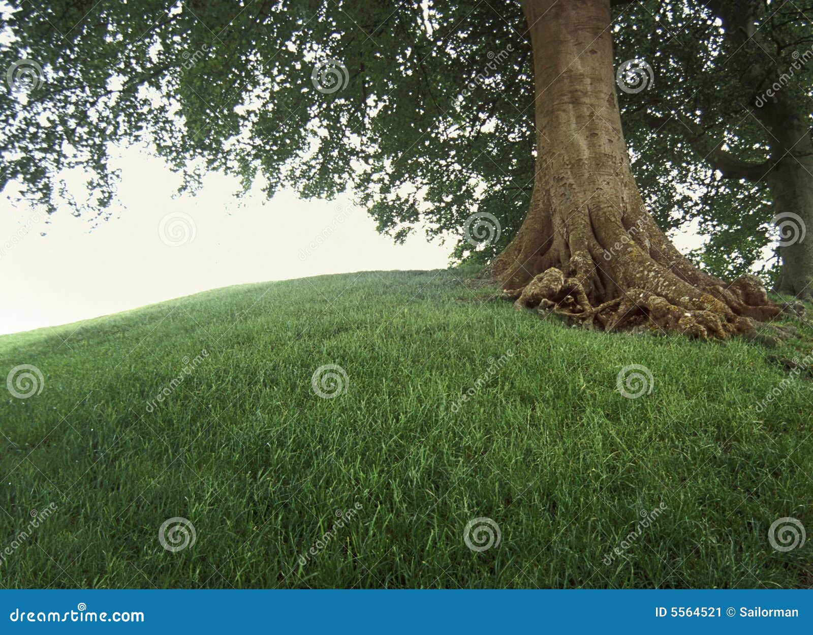 Tree on grassy hill. stock image. Image of hill, park - 5564521