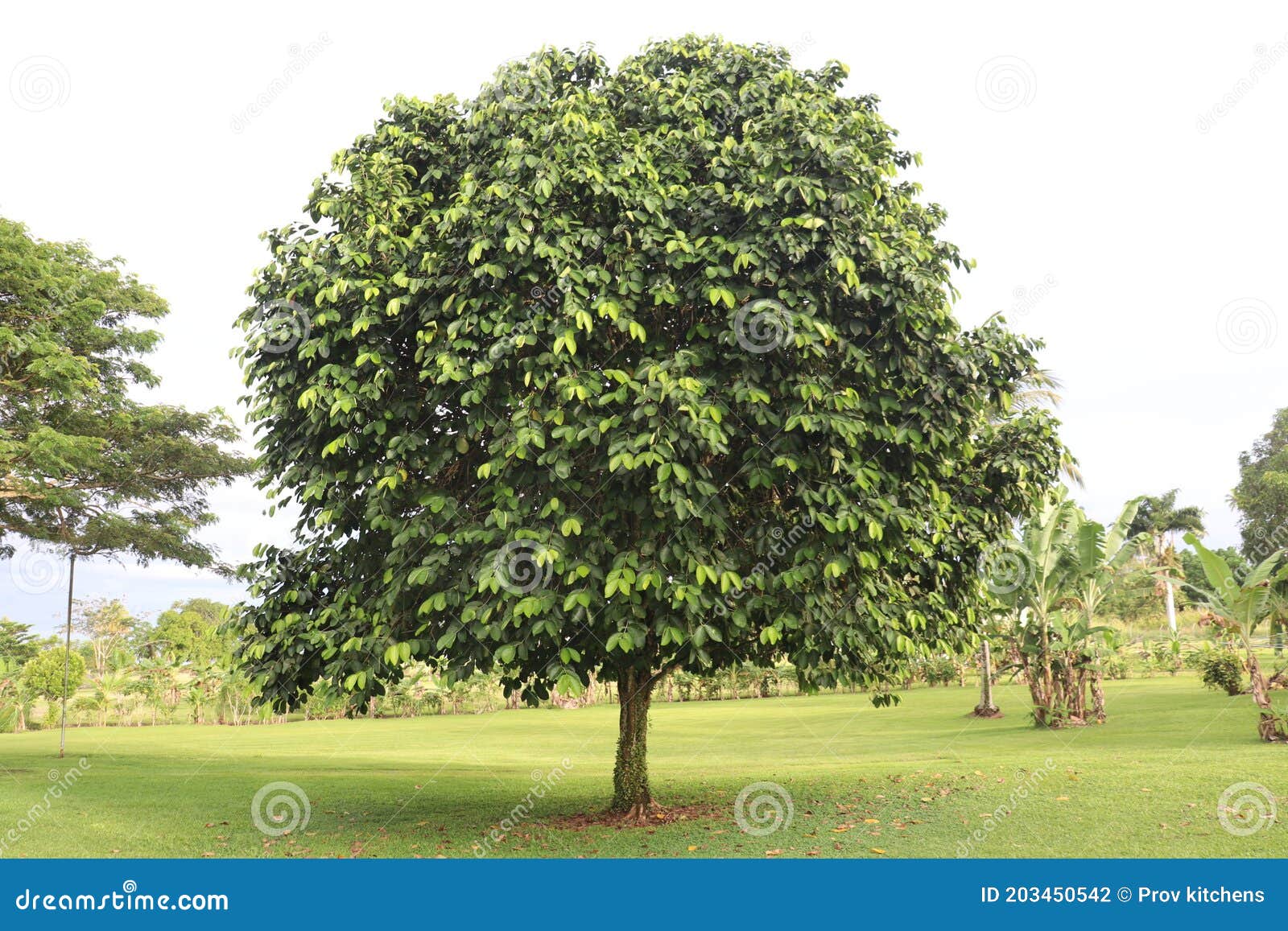 Lau Lau Tree from Papua New Guinea Stock Photo - Image of plant ...