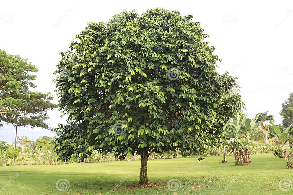 Lau Lau Tree from Papua New Guinea Stock Photo - Image of plant ...