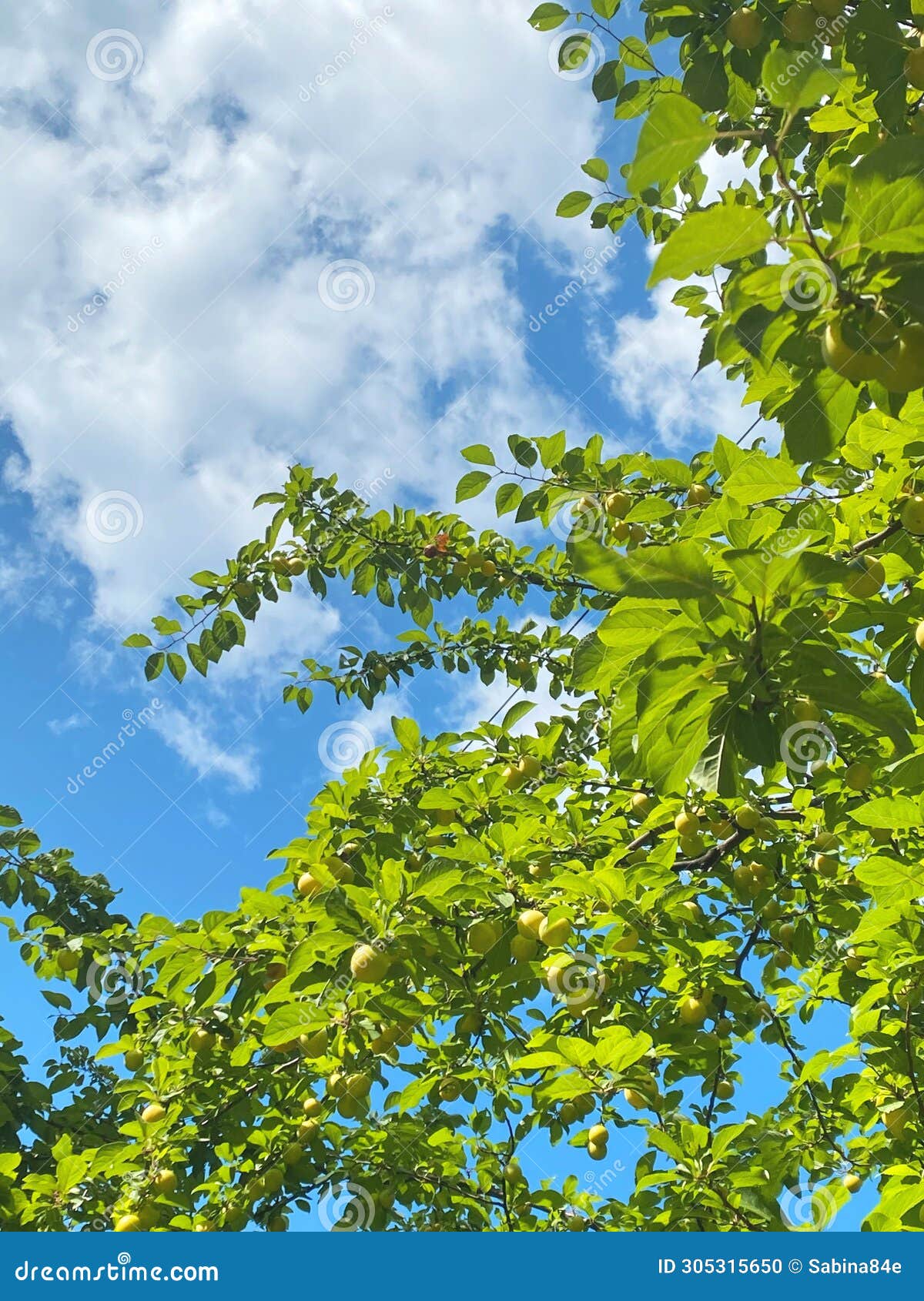 Tree with Green Apples on the Background of the Sky Stock Photo - Image ...