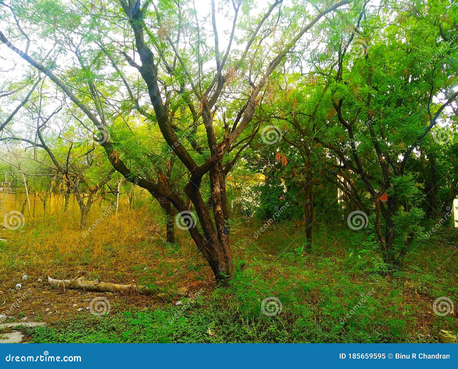 Tree in Green and Beautiful Jungle Stock Image - Image of forest ...