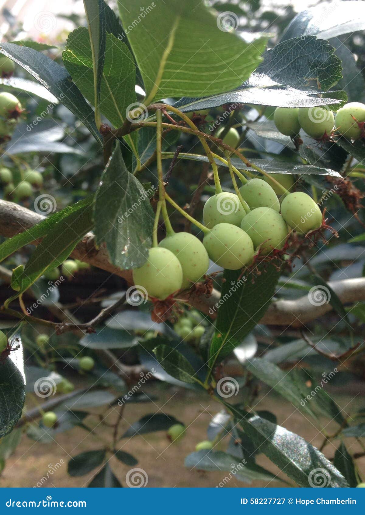 Tree berry bunches stock image. Image of leaves, green - 58227727