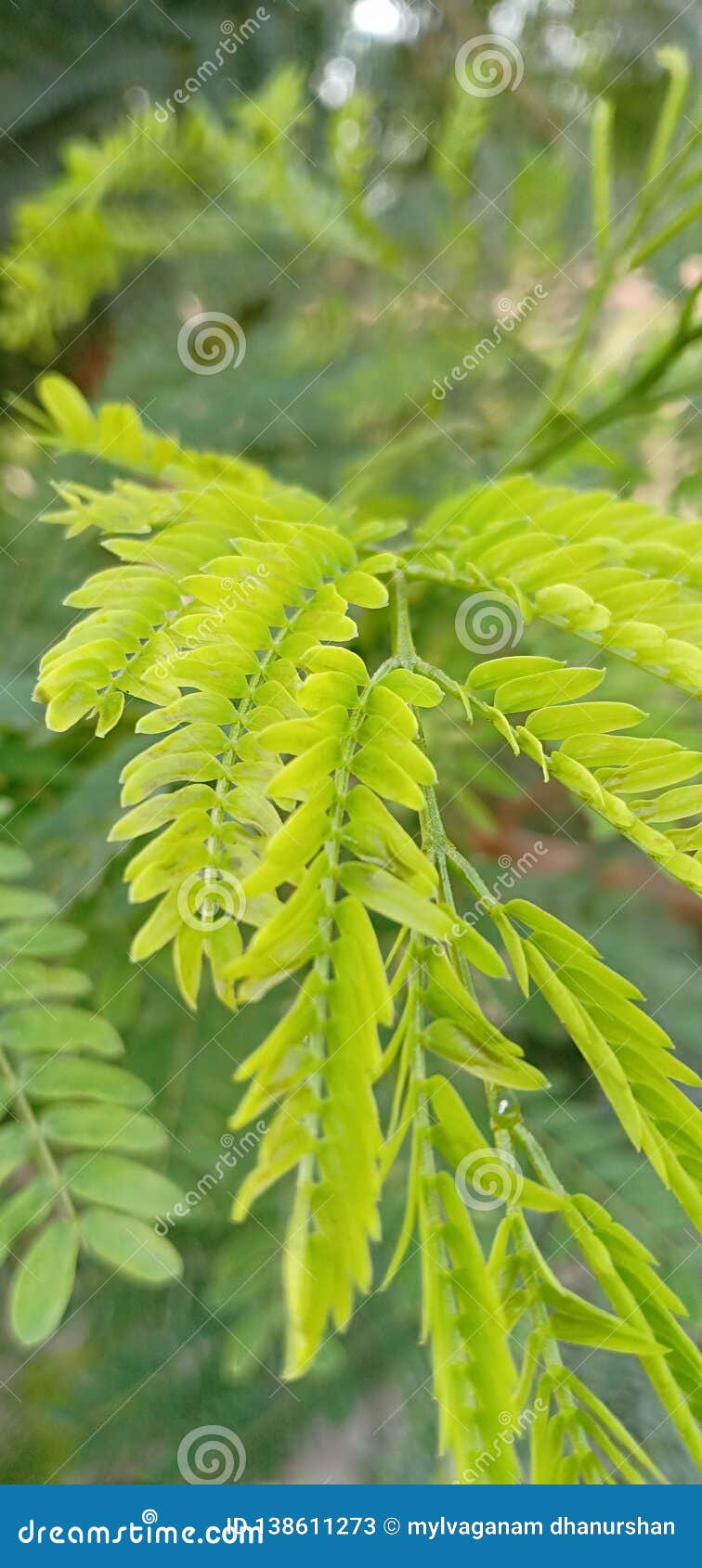 Tree stock image. Image of mini, tree, branch, plant - 138611273