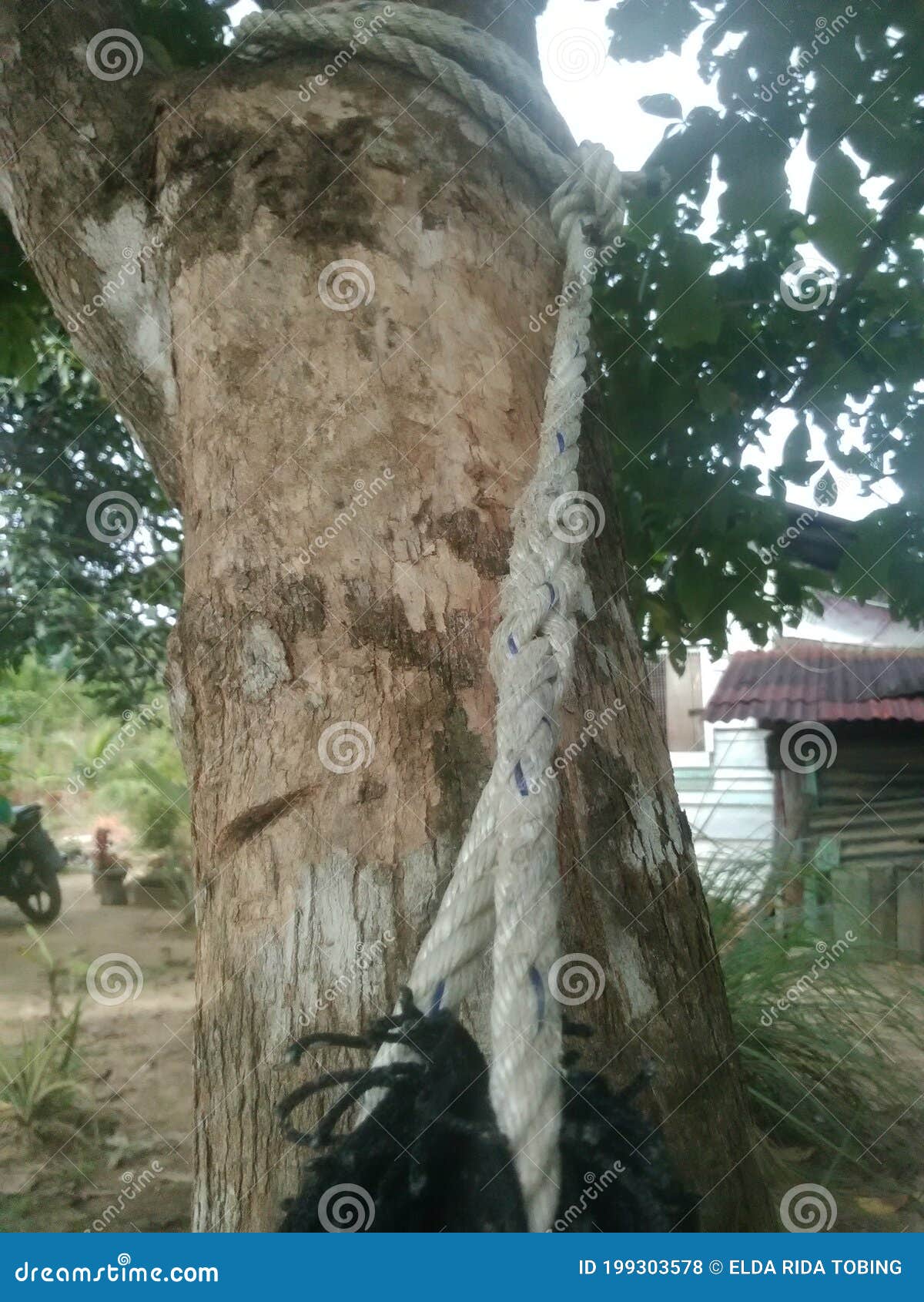 Tree green color branch stock photo. Image of color - 199303578