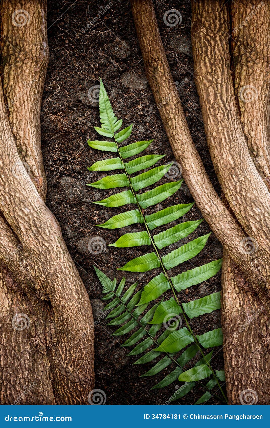 Tree with Green Fern and Soil Stock Image - Image of fern, curly: 34784181