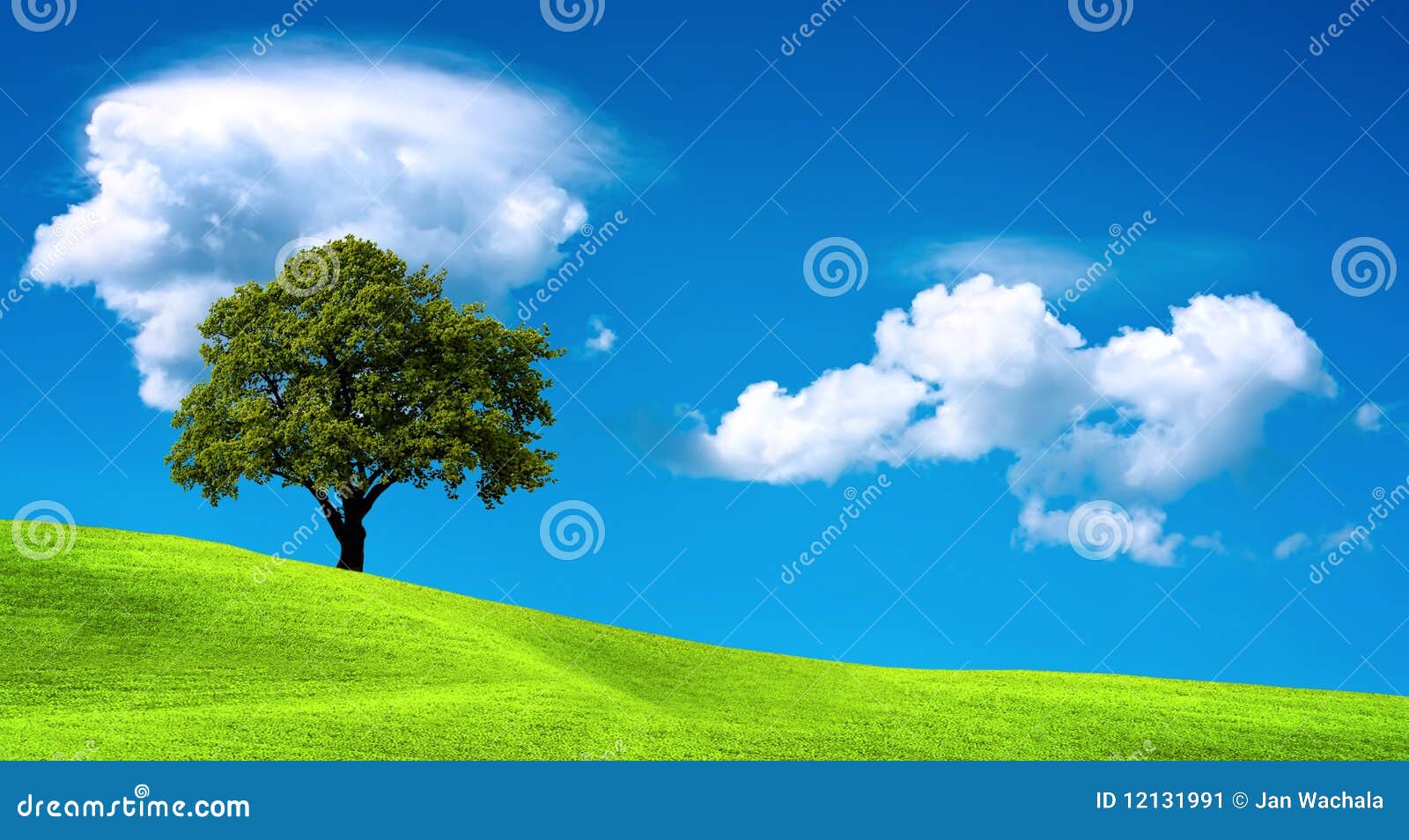 Tree on green field stock image. Image of green, forest - 12131991