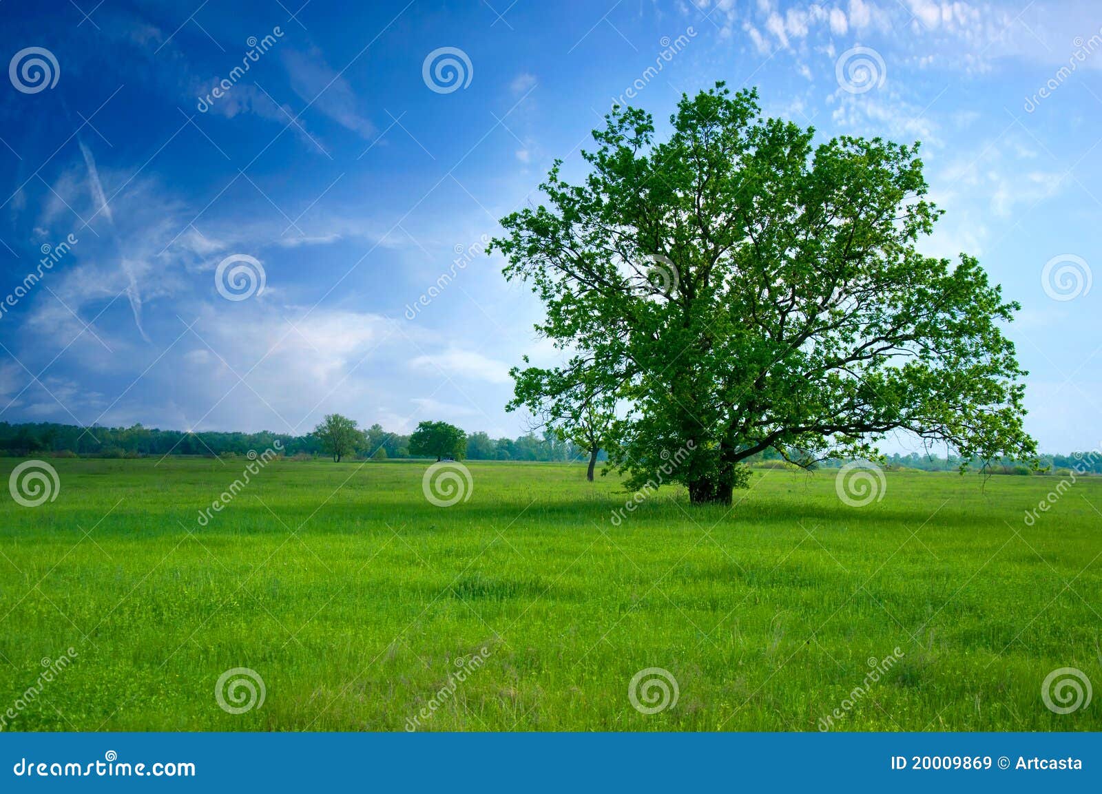 Tree on green field stock image. Image of landscape, cloudscape - 20009869
