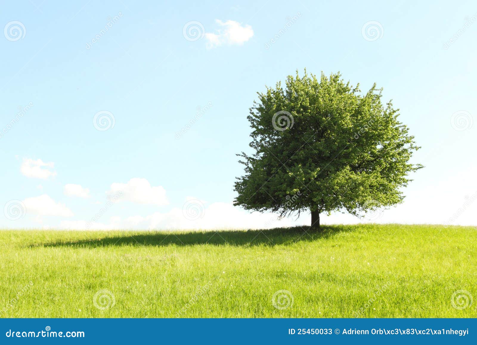 Tree on green field stock image. Image of rural, field - 25450033