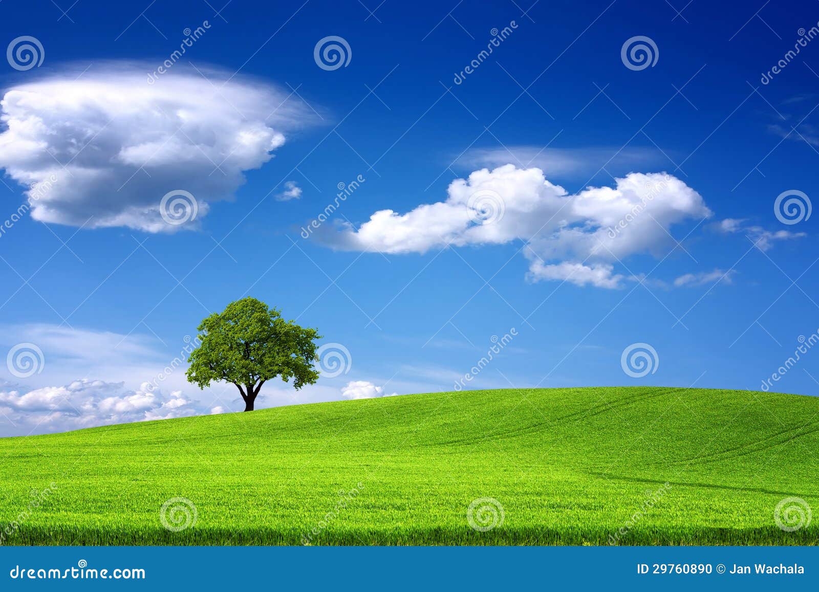 Tree on Green Field and Blue Sky Stock Photo - Image of cloudscape ...