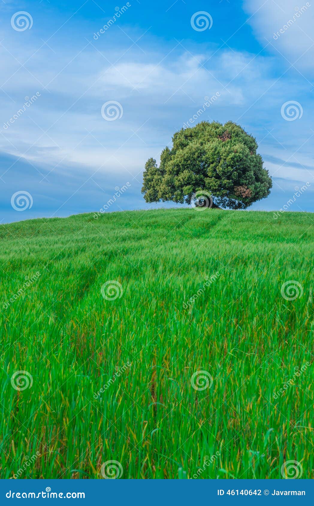 Tree in the green field stock photo. Image of outside - 46140642