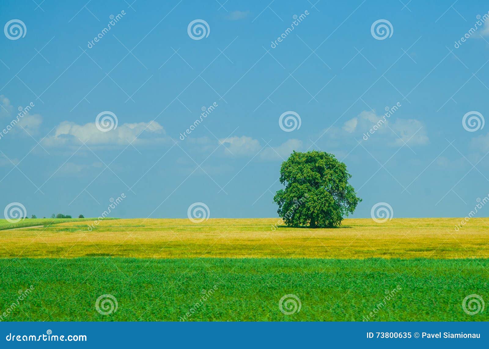 Tree in green field stock image. Image of land, growth - 73800635
