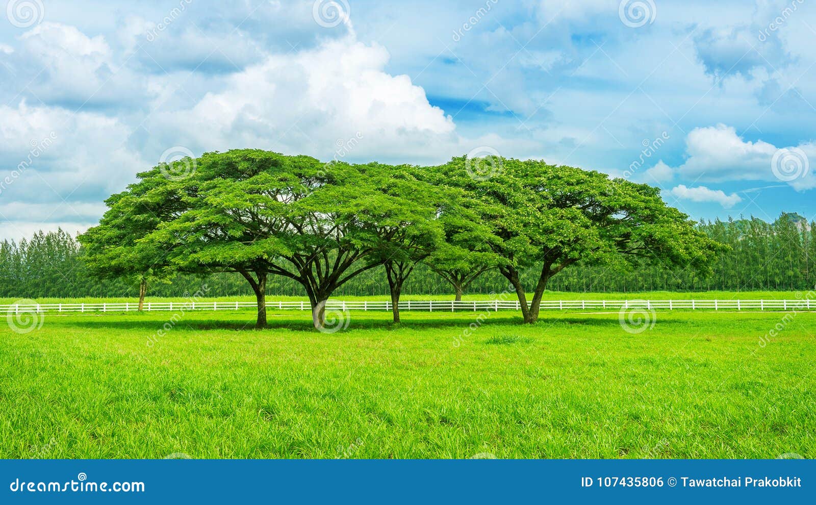Tree in Green Field. Nature Background Stock Photo - Image of landscape ...